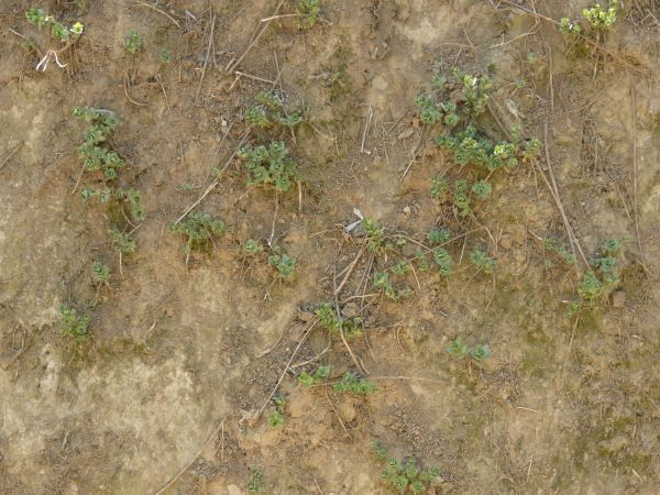 ground with sticks texture 0011 - Texturelib